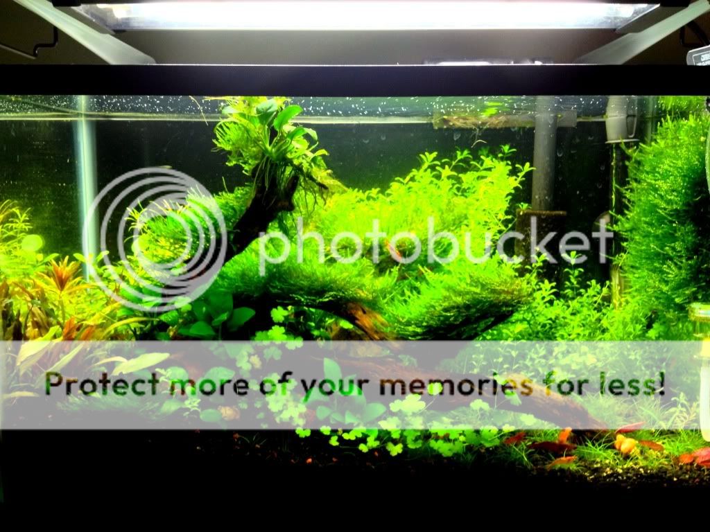 10 gallon tank aquascaping | Page 6 | The Planted Tank Forum