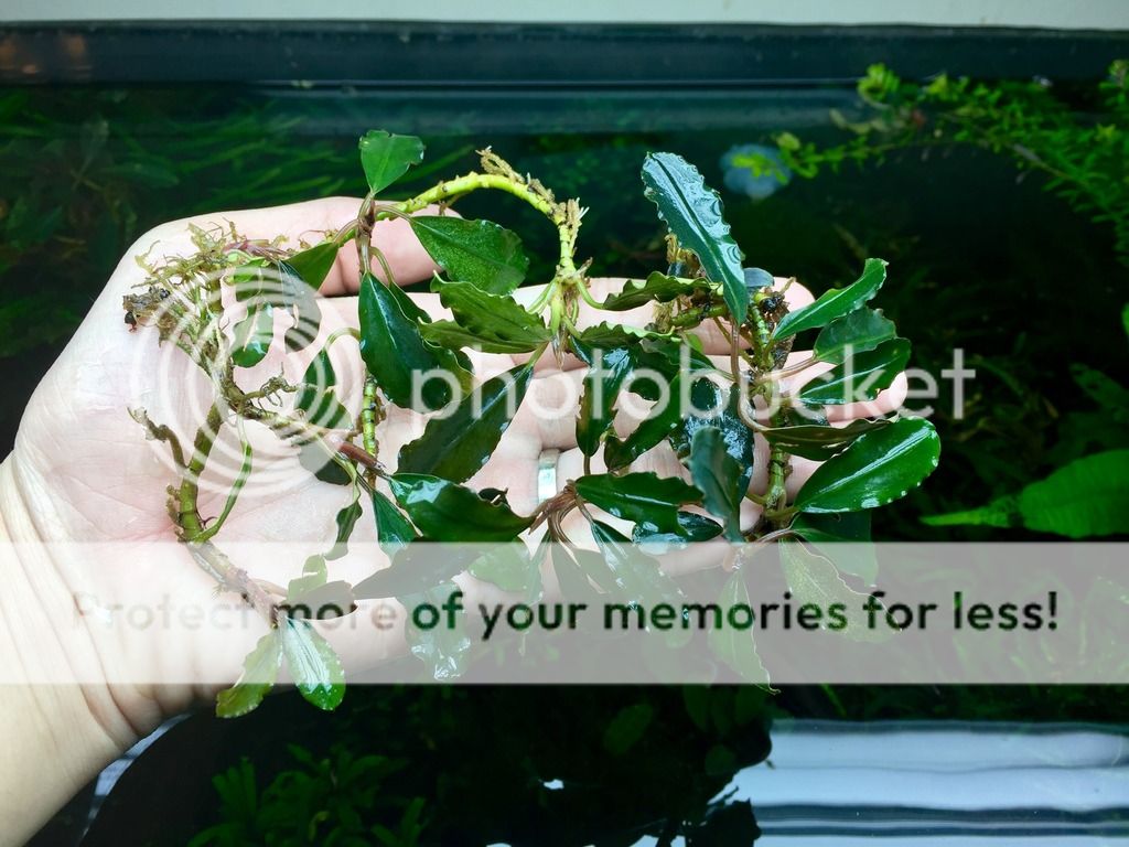 Lots of Moss, Plants and Buce | Aquatic Plant Forum