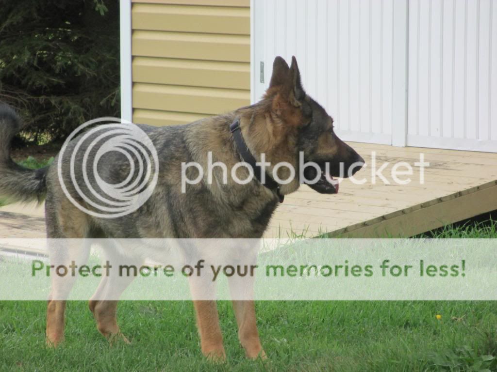 First GSDs compared to modern day working line | Page 3 | German ...