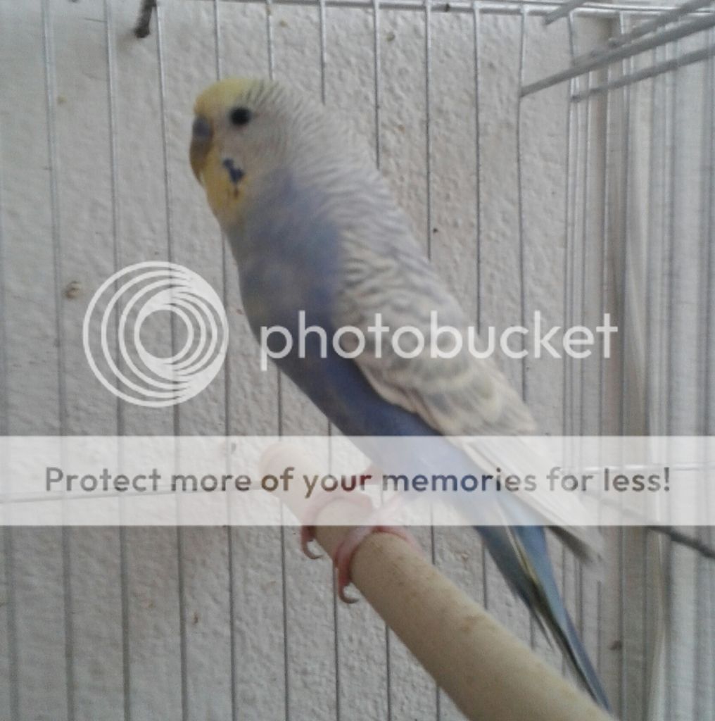 Periquitos australianos - lutina x azul cielo violeta cara amarilla ...