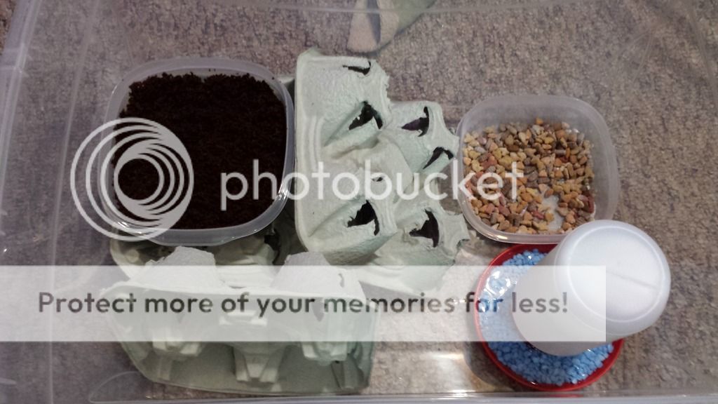 Breeding and Raising Crickets for Beginners | Hedgehog Central